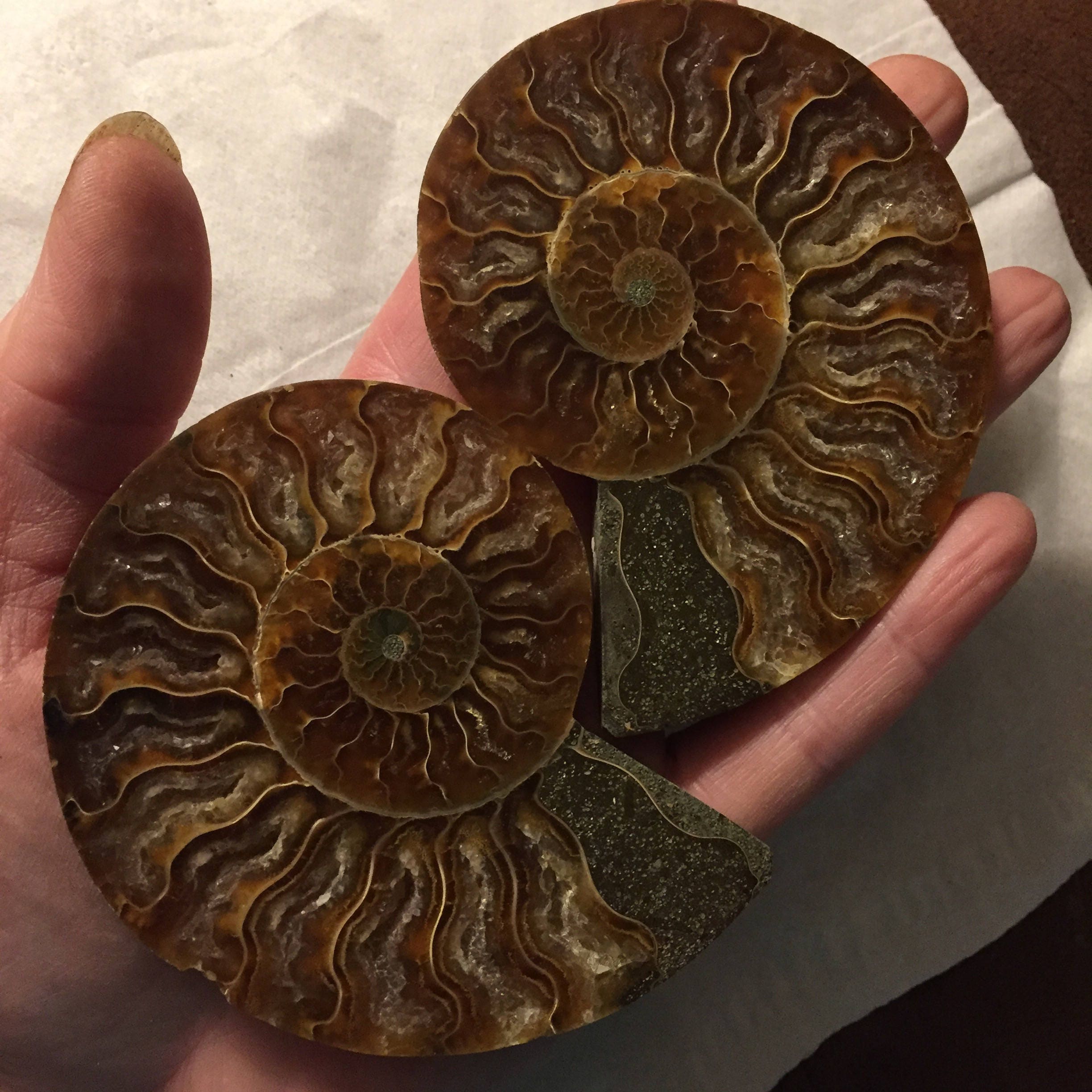 Large Ammonite sliced and polished
