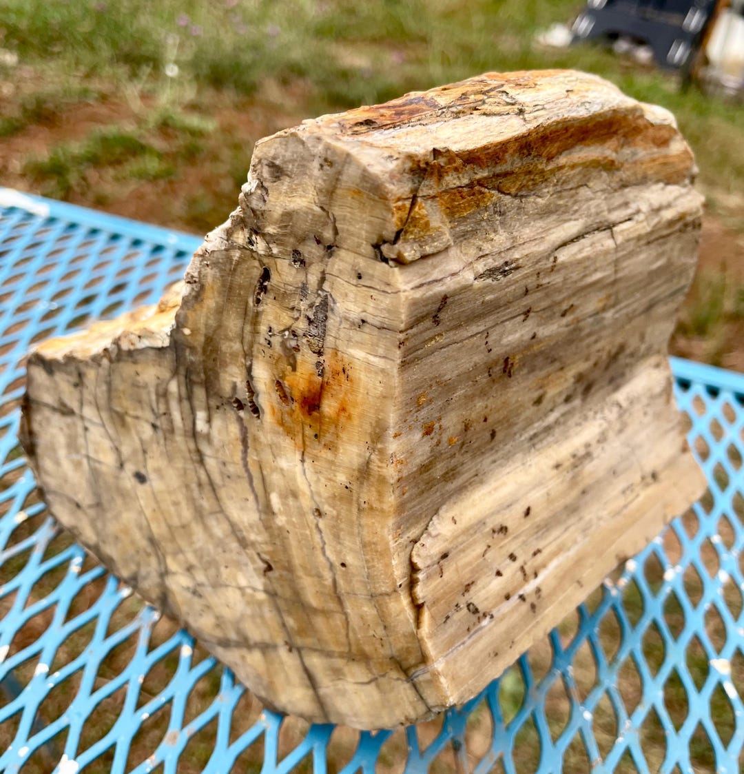Agatized Petrified Wood Standing Mineral Display Specimen 7.31 Lbs - Etsy