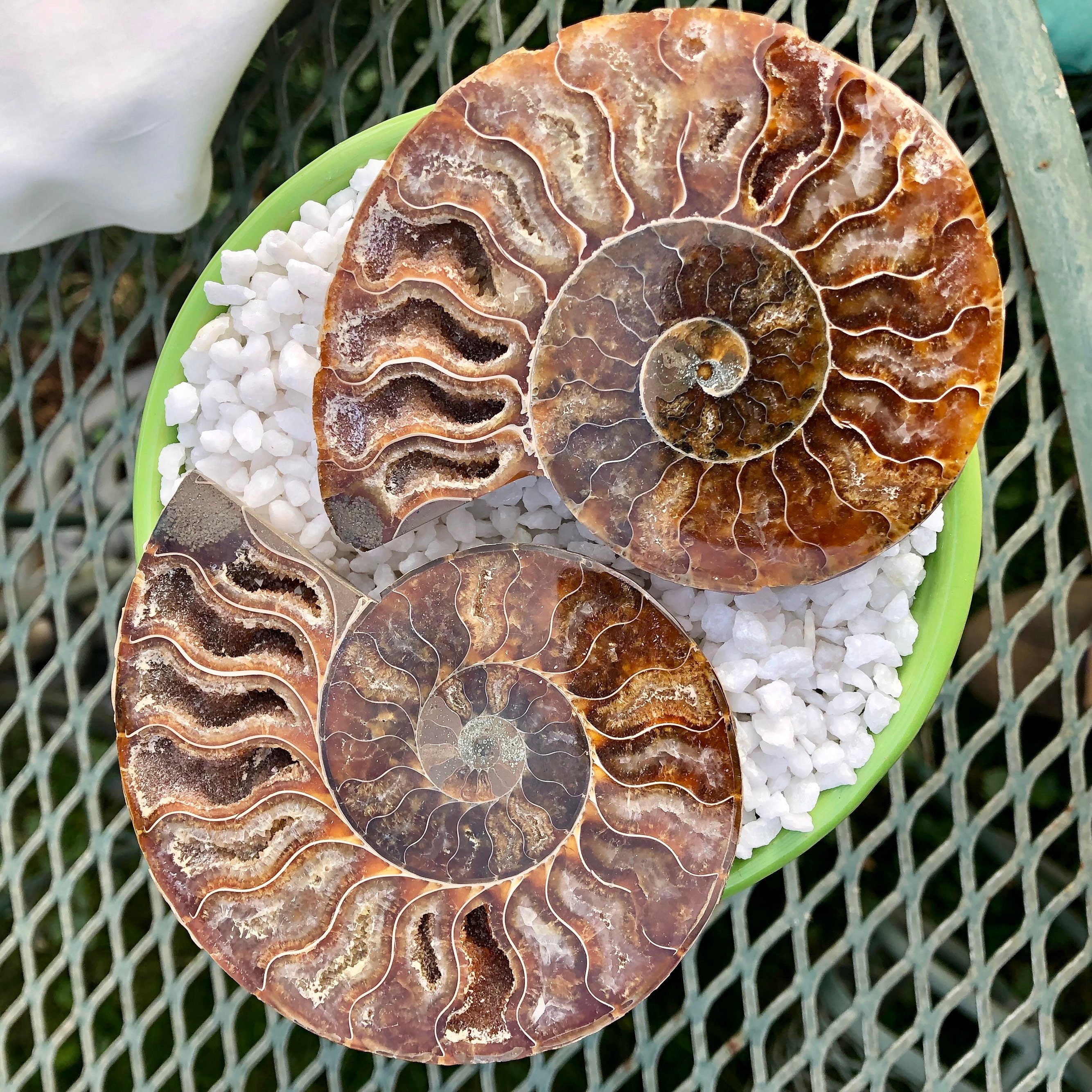 Large Ammonite cut in half and polished