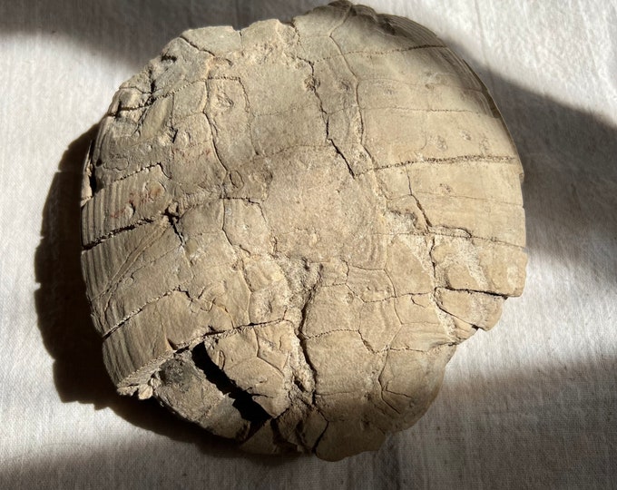 Fossilized Turtle Shell - Etsy