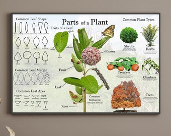 EDUCATIONAL- Parts of the Plant Poster - Etsy