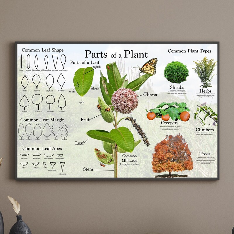Plant Poster - Etsy