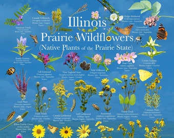 Native Wildflowers of the Midwest / Plant and Flower | Etsy