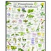 Native Wildflowers of Michigan / State Flower Field Guide Providing ...