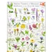 Wetlands Educational Nature Poster / Fun Kids Wildlife Poster ...