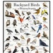 Backyard Birds of Pennsylvania Bird Identification Poster Size: 18x24 ...