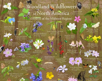 Midwest Wildflowers Poster - Etsy