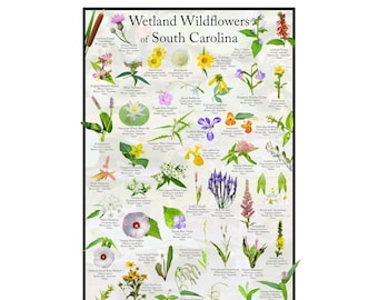 Wetland Plant Identification Native Wildflowers Of The Midwest / Plant