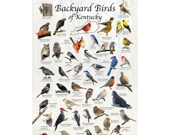 Kentucky Bird Poster - Etsy