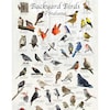 Backyard Birds of South Carolina Bird Identification Poster Divided by ...