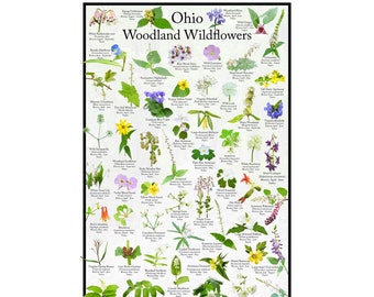 Virginia Woodland Wildflower Field Guide Poster / Flower - Etsy