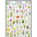 Nebraska Prairie Wildflower Poster / State Flower Guide Providing ...