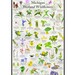 Prairie Wildflowers of North America / Flower Field Guide Poster ...