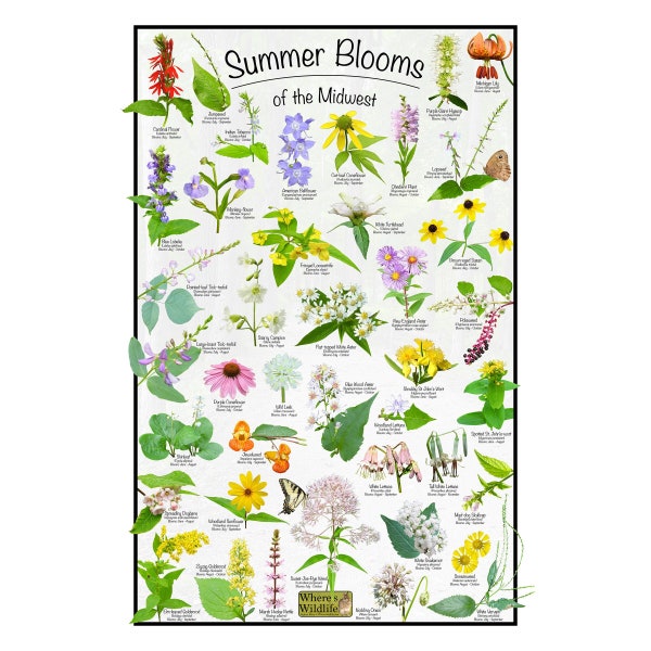 Native Plants of the Midwest - Etsy