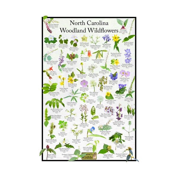 North Carolina Nature Art - Etsy