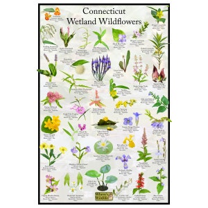 Connecticut Wetland Wildflower Poster / Native State Flower ...