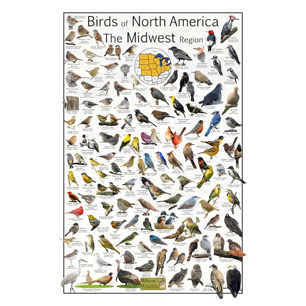 Bird Poster - Etsy
