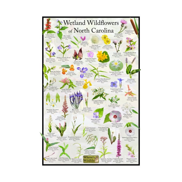 Native Plants North Carolina Poster - Etsy