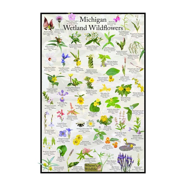 Michigan Wildflower Poster - Etsy