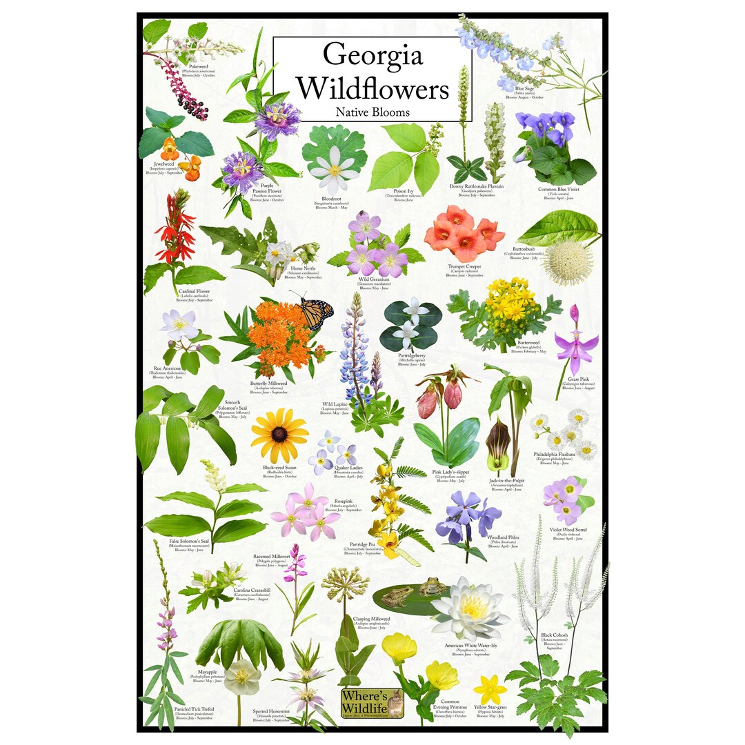 Georgia Wildflowers -native Blooms Poster | Educational Chart of Native ...