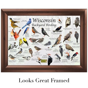 Birds of Wisconsin Backyard Birding Identification Picture Print ...