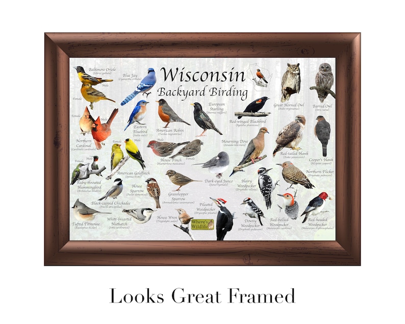 Birds of Wisconsin Backyard Birding Identification Picture Print ...