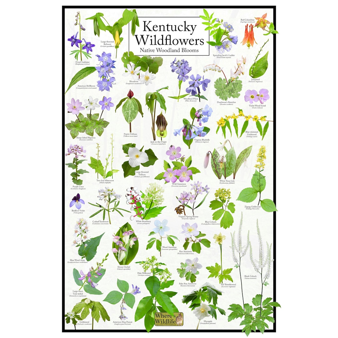 Kentucky Wildflowers - Native Woodland Blooms Flower Chart - Common ...