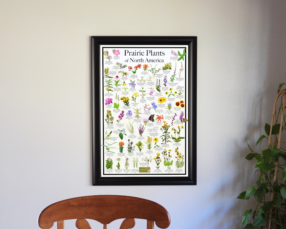 Prairie Plants of North America / Pollinator Plant Poster / Wildflower ...