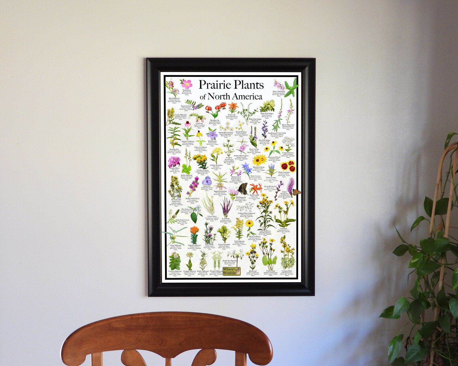Prairie Plants of North America / Pollinator Plant Poster / Wildflower ...