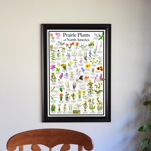 Prairie Plants of North America / Pollinator Plant Poster / Wildflower ...