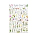 Prairie Plants of North America / Pollinator Plant Poster / - Etsy