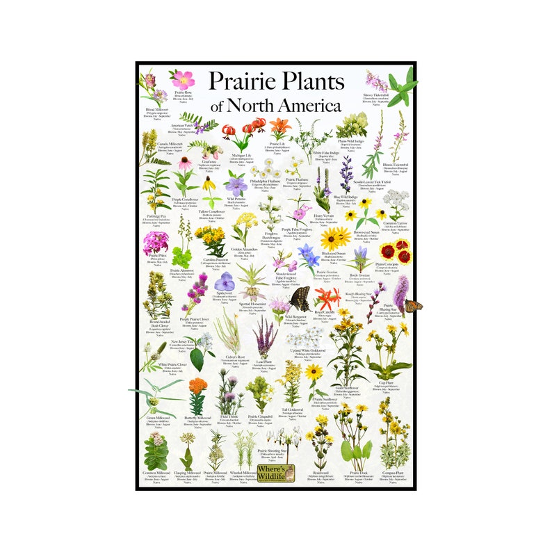 Prairie Plants of North America / Pollinator Plant Poster / - Etsy