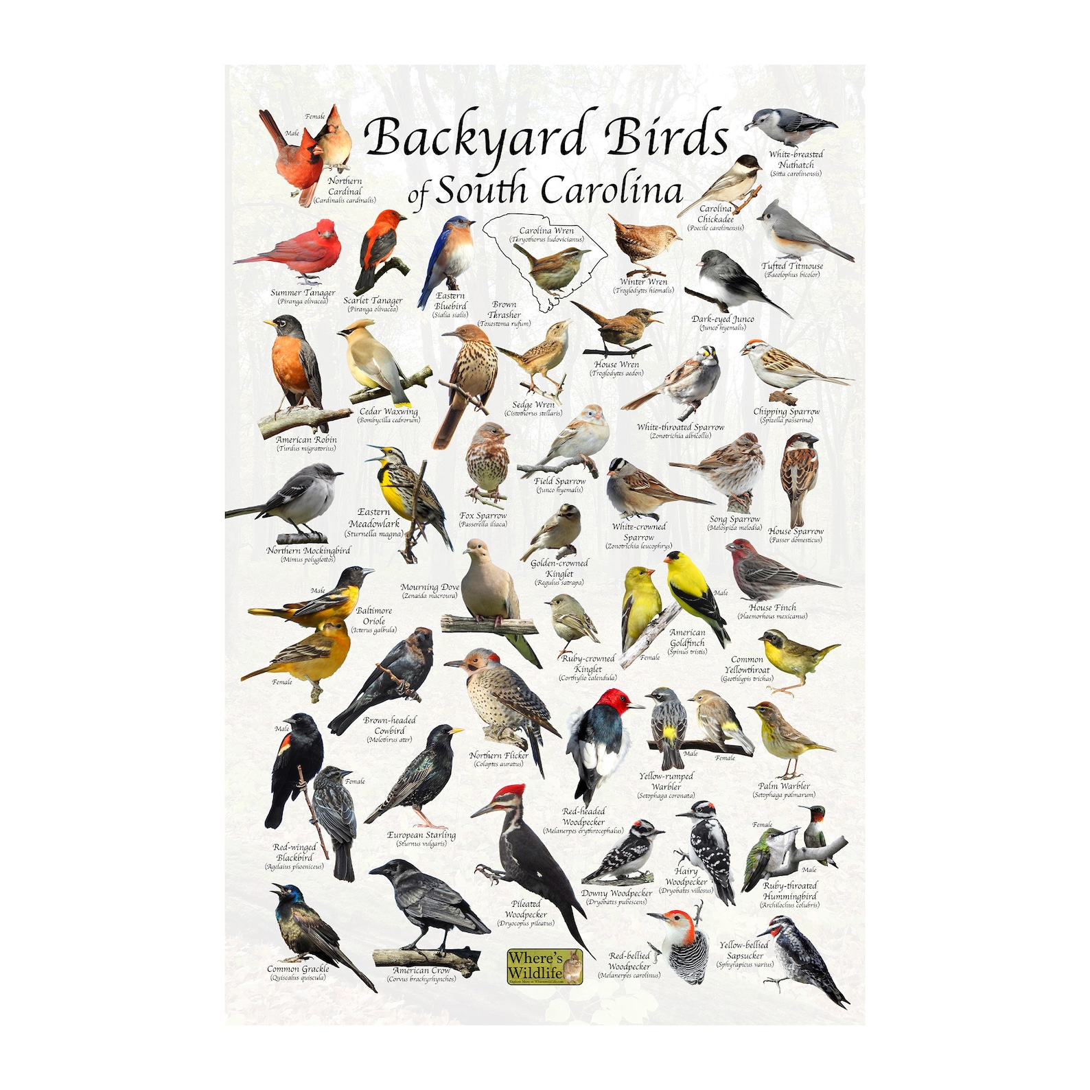 Birds of South Carolina Backyard Bird Identification Poster / - Etsy