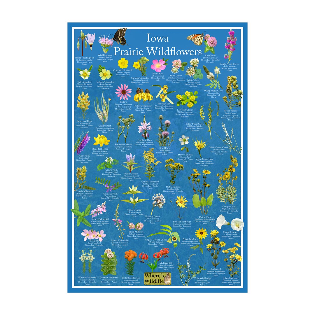 Iowa Prairie Wildflowers Nature Poster / State Wildflower Field Guide ...