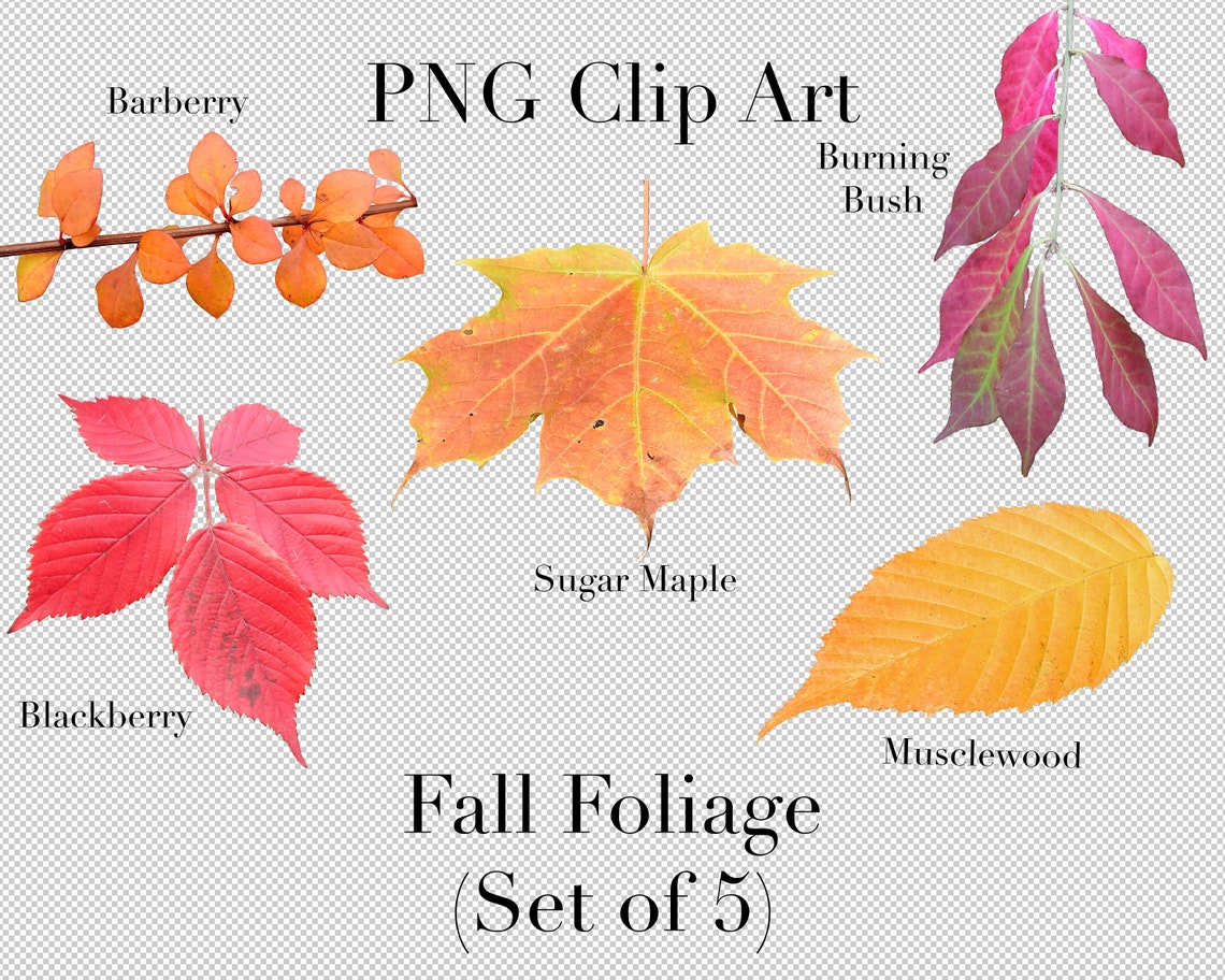 Fall Foliage Leaf Nature Clip Art set of 5 PNG Clipart | Etsy