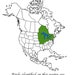 Backyard Birds of the Midwest Region North America Bird Identification ...