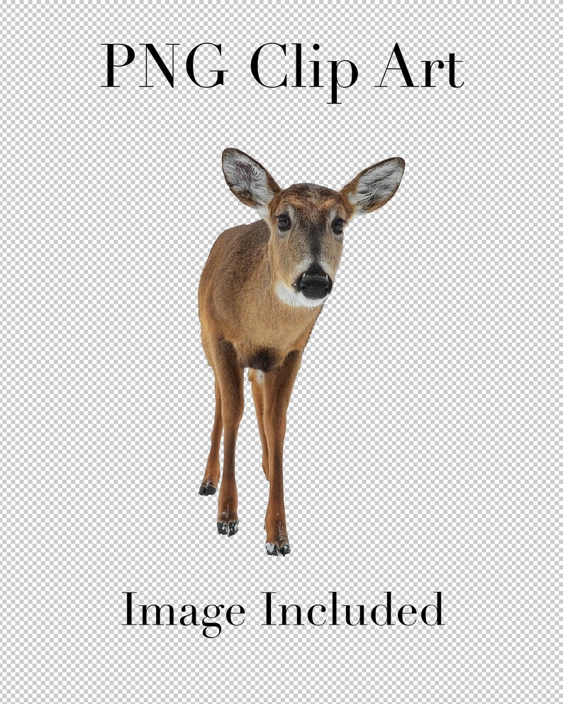 White Tailed Deer Animal Clip Art (set of 5) PNG Clipart With ...