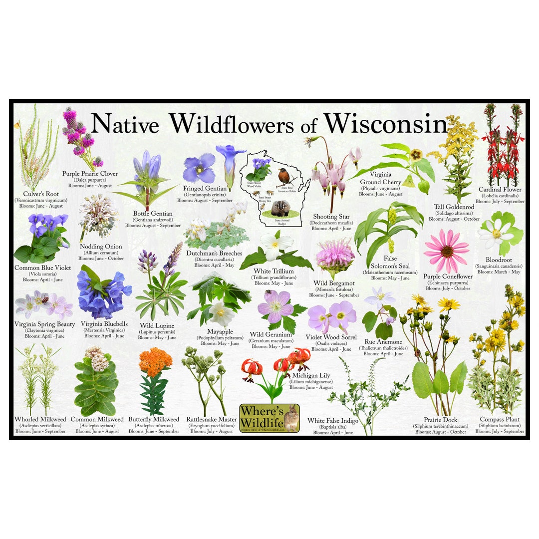 Native Wildflowers of Wisconsin / State Flower Field Guide Providing ...