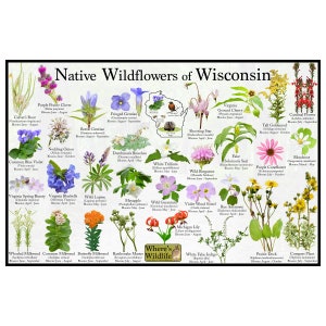 Native Wildflowers of Wisconsin / State Flower Field Guide Providing ...