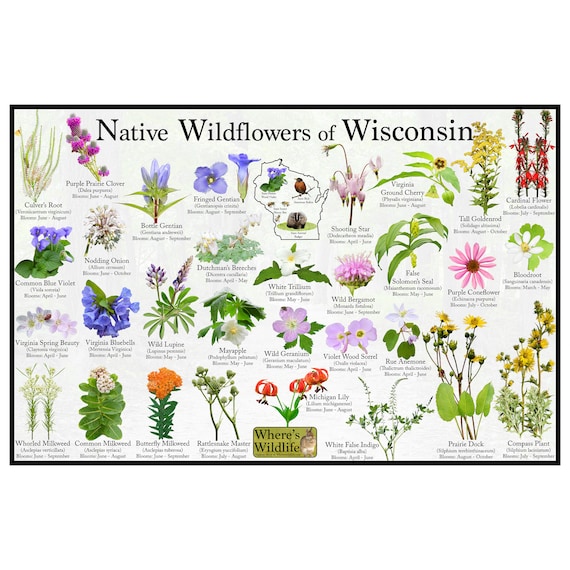 Native Prairie Plants Wisconsin Buy Native Plants For Wisconsin
