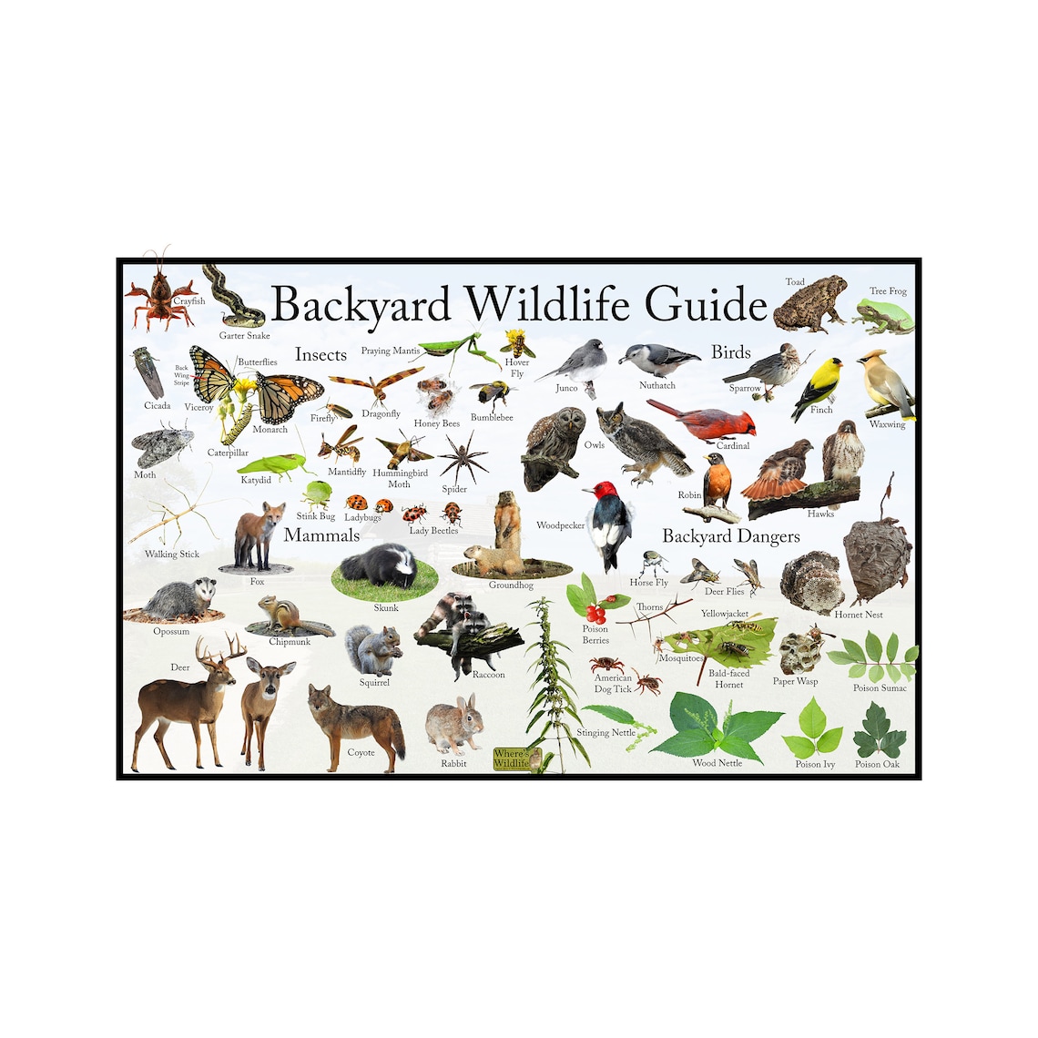 Backyard Wildlife Guide Nature Poster / Picture Identification - Etsy