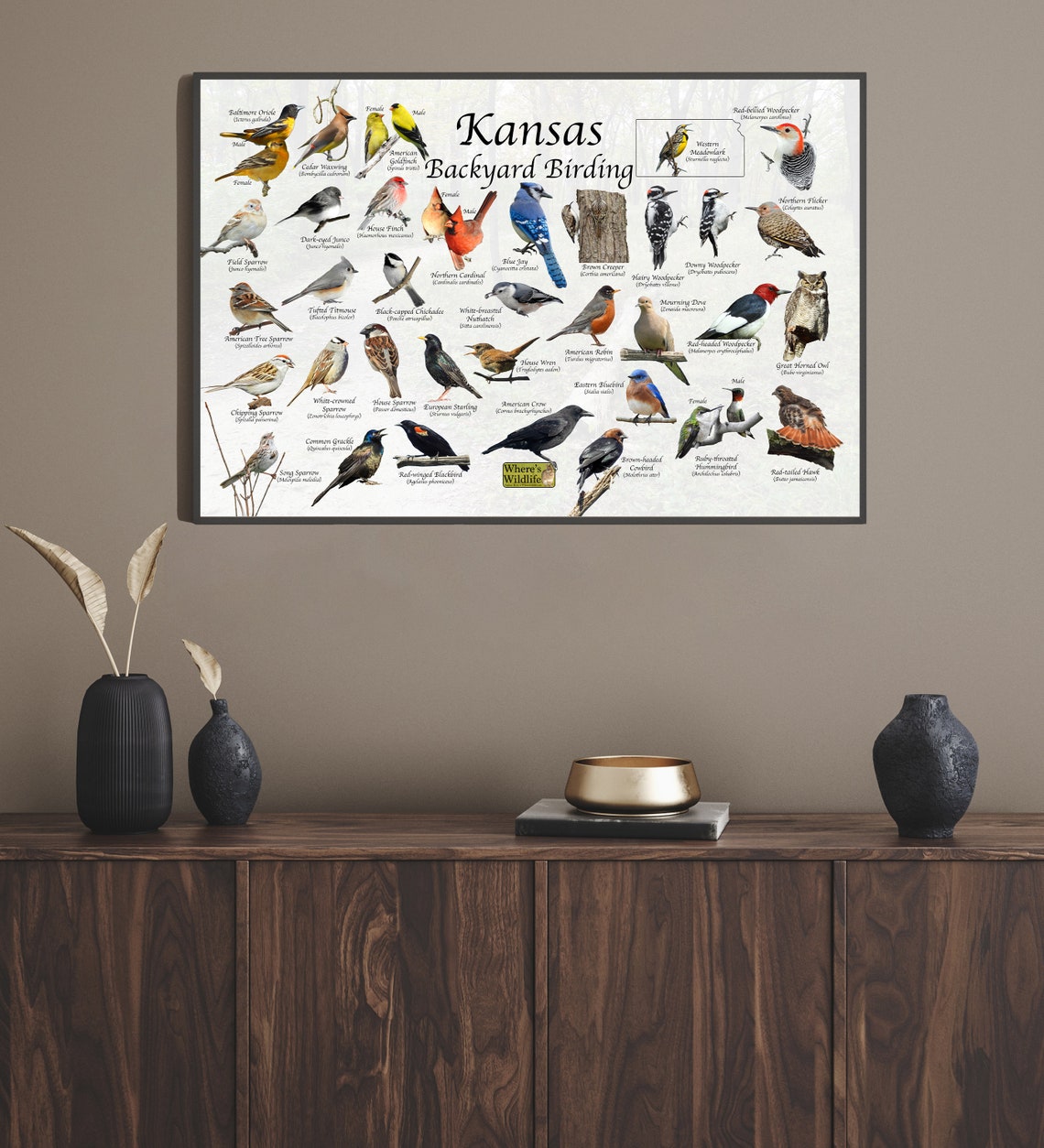 Birds of Kansas Backyard Birding Identification Picture Print - Etsy