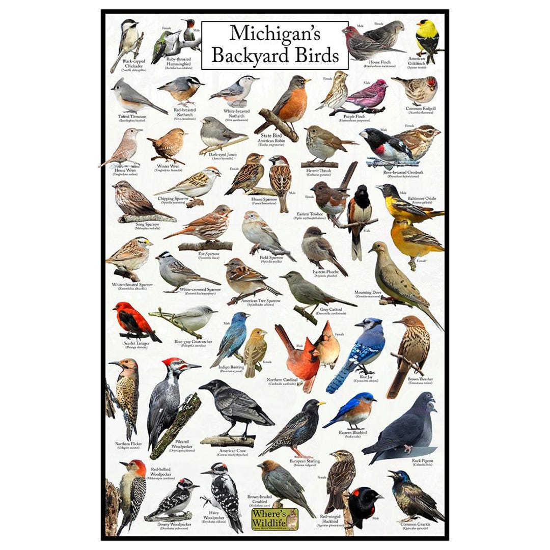 Michigan's Backyard Birds Poster - Michigan Bird Watching Chart ...