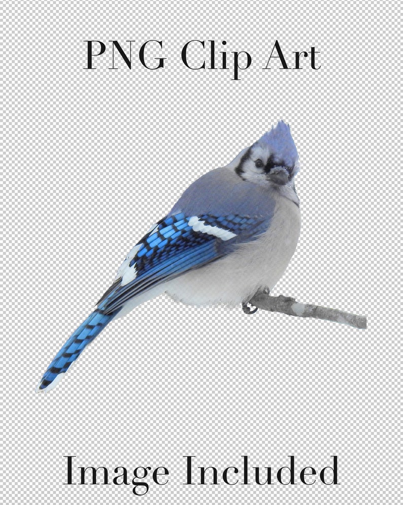 Blue Jay Bird Set of 8 PNG Clipart With Transparent Background ...