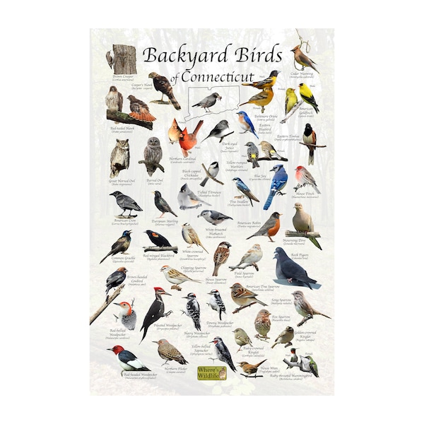 Pacific Northwest Backyard Birds Poster - Etsy