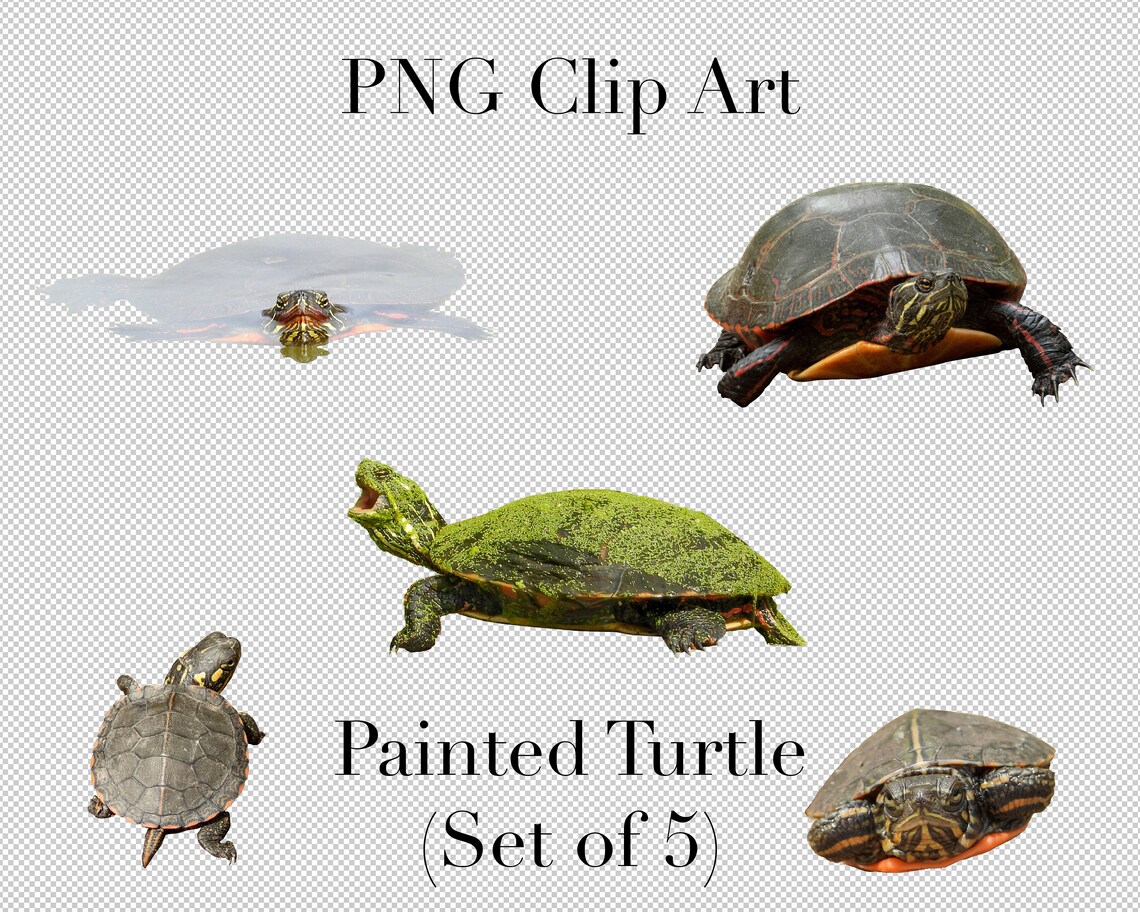 Painted Turtle Animal Clip Art set of 5 PNG Clipart With - Etsy