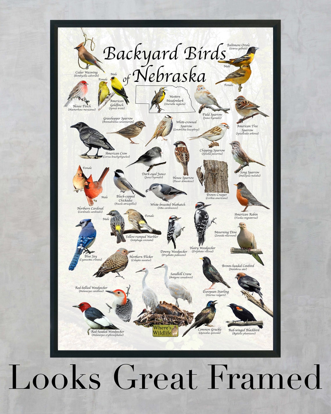 Backyard Birds of Nebraska Bird Identification Poster / Bird - Etsy