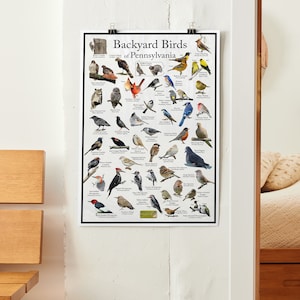 Backyard Birds of Pennsylvania Bird Identification Poster Size: 18x24 ...