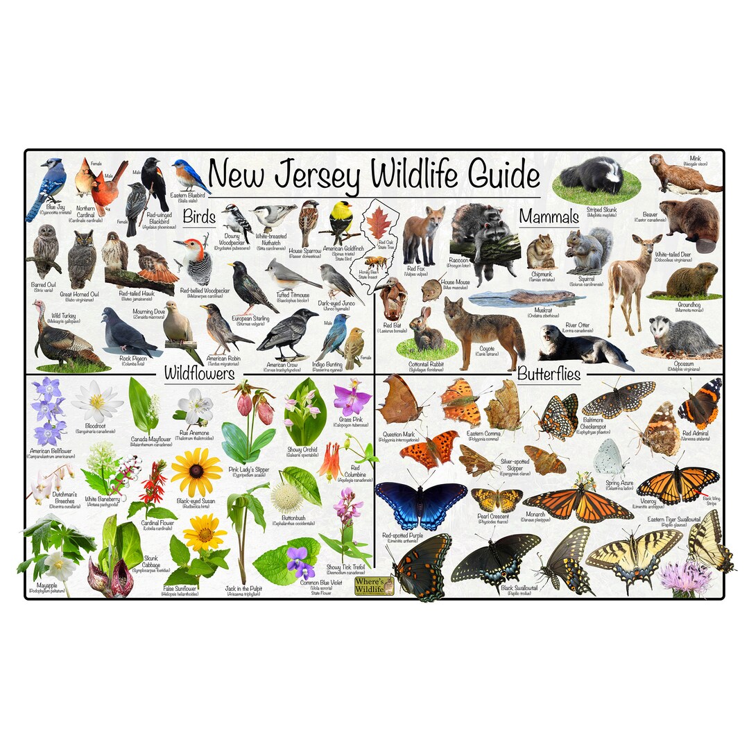 New Jersey Wildlife Guide / Id's State Birds, Mammals, Wildflowers, and ...