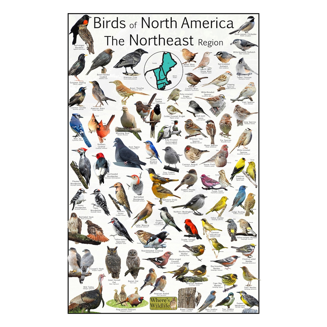 Birds of North America the Northeast Region - Provide 73 Bird ...